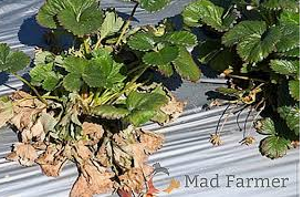 Problemas enfrentados pelos produtores de morango no estado de SP ...